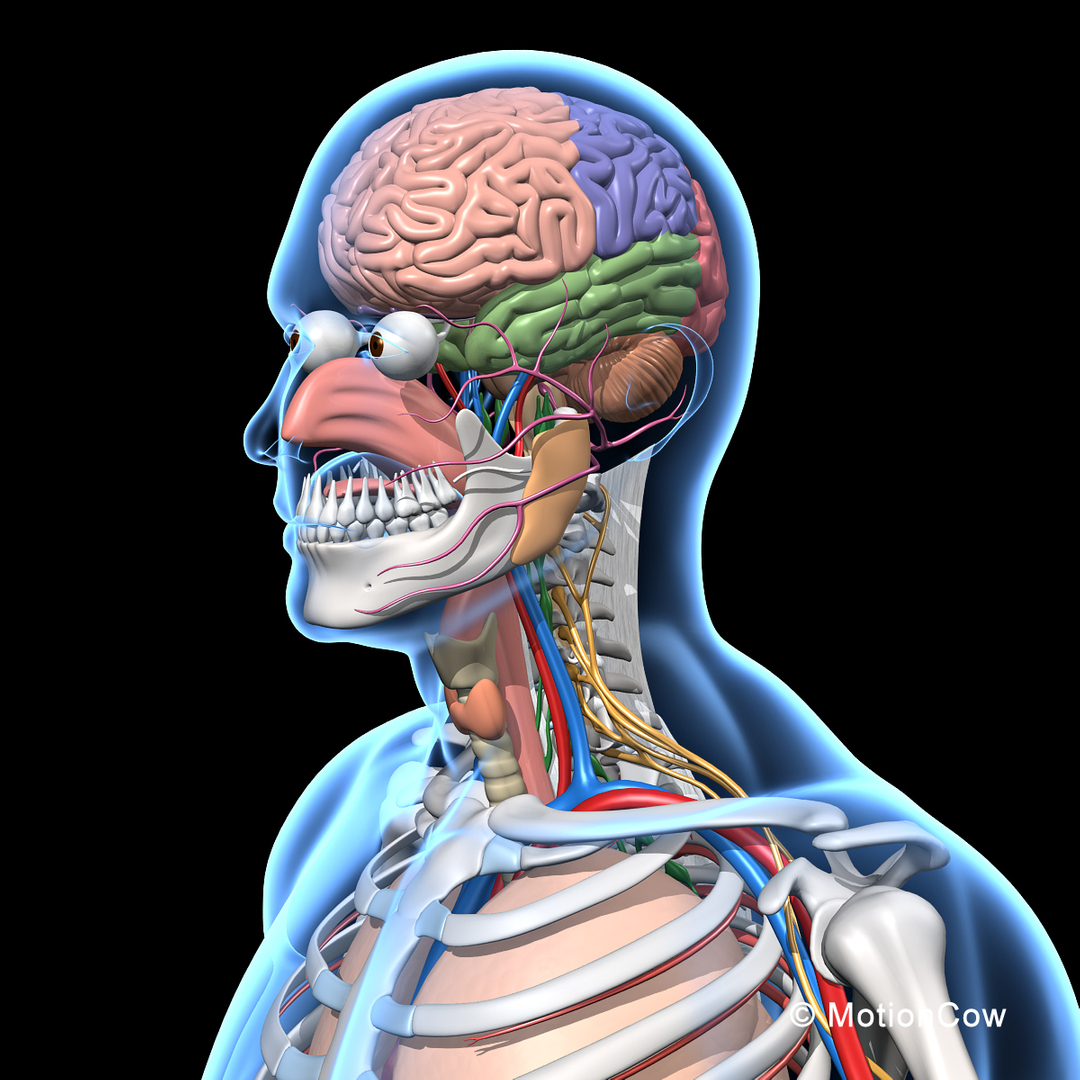 3d model human anatomy nervous systems