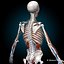 3d Model Human Anatomy Nervous Systems