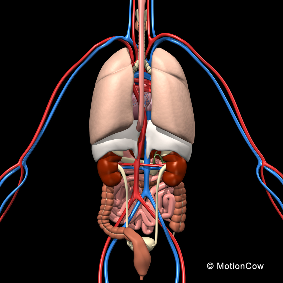 3d model human anatomy nervous systems