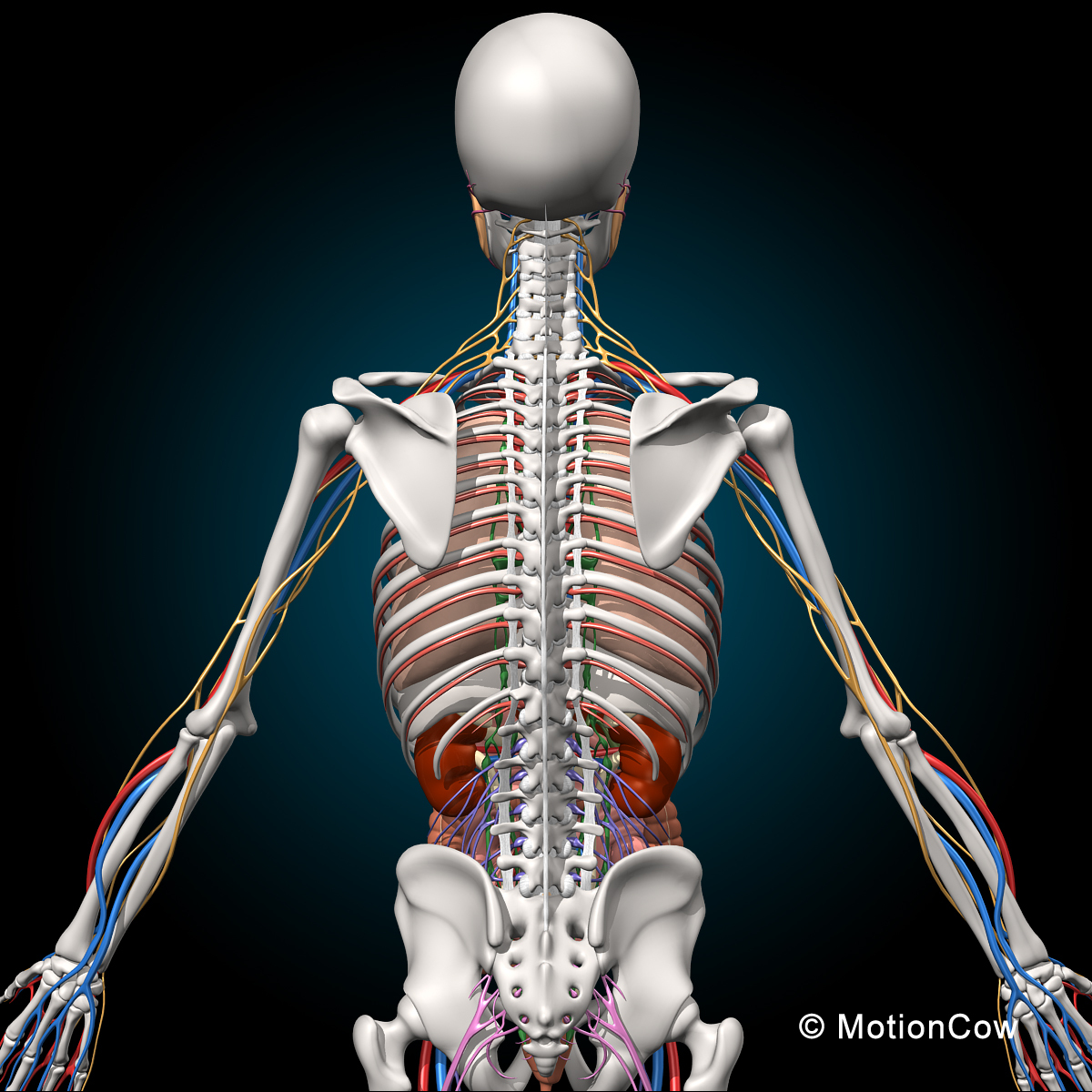 3d model human anatomy nervous systems