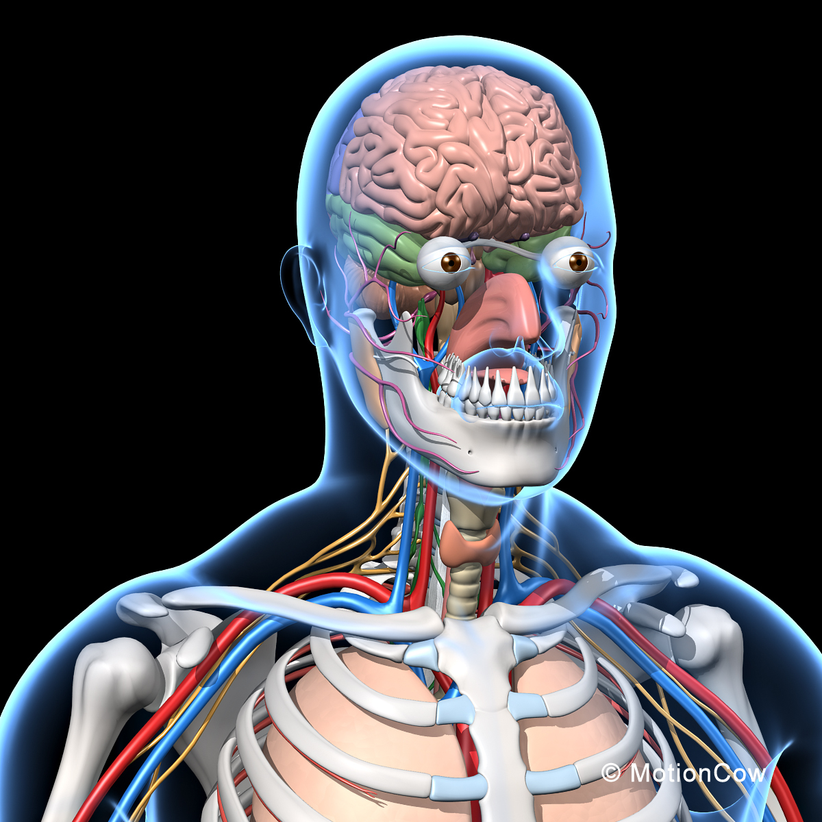 3d model human anatomy nervous systems