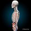 3d Model Human Anatomy Nervous Systems