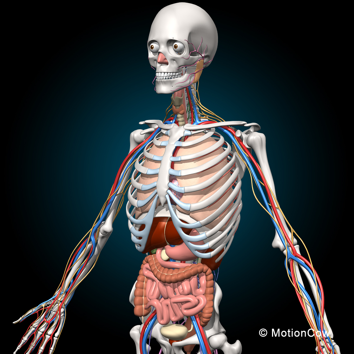 3d model human anatomy nervous systems