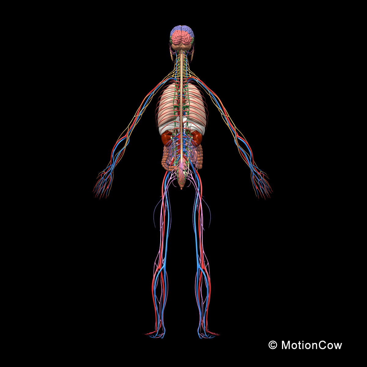 3d model human anatomy nervous systems