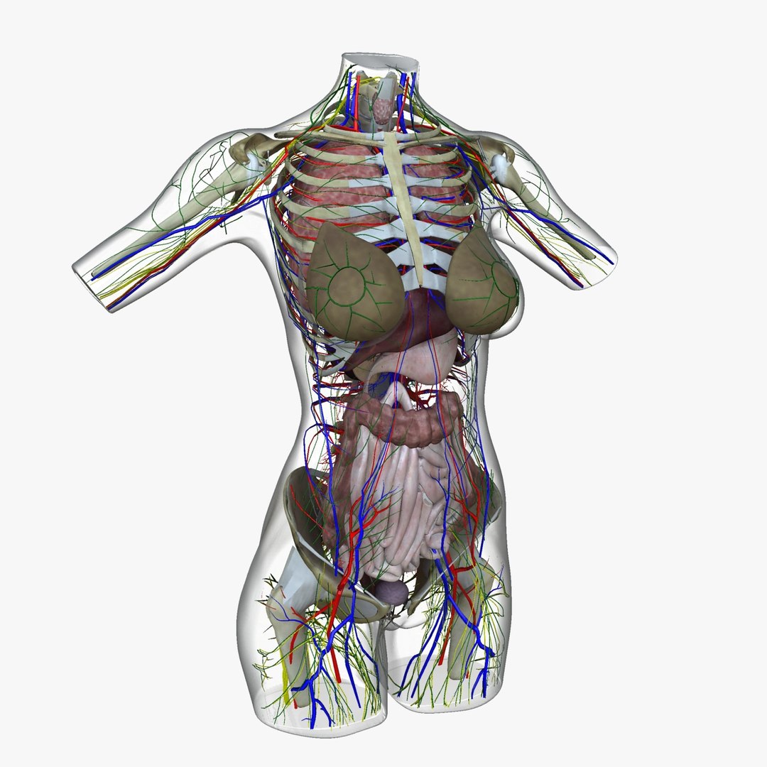 African American Female Torso 3d Model