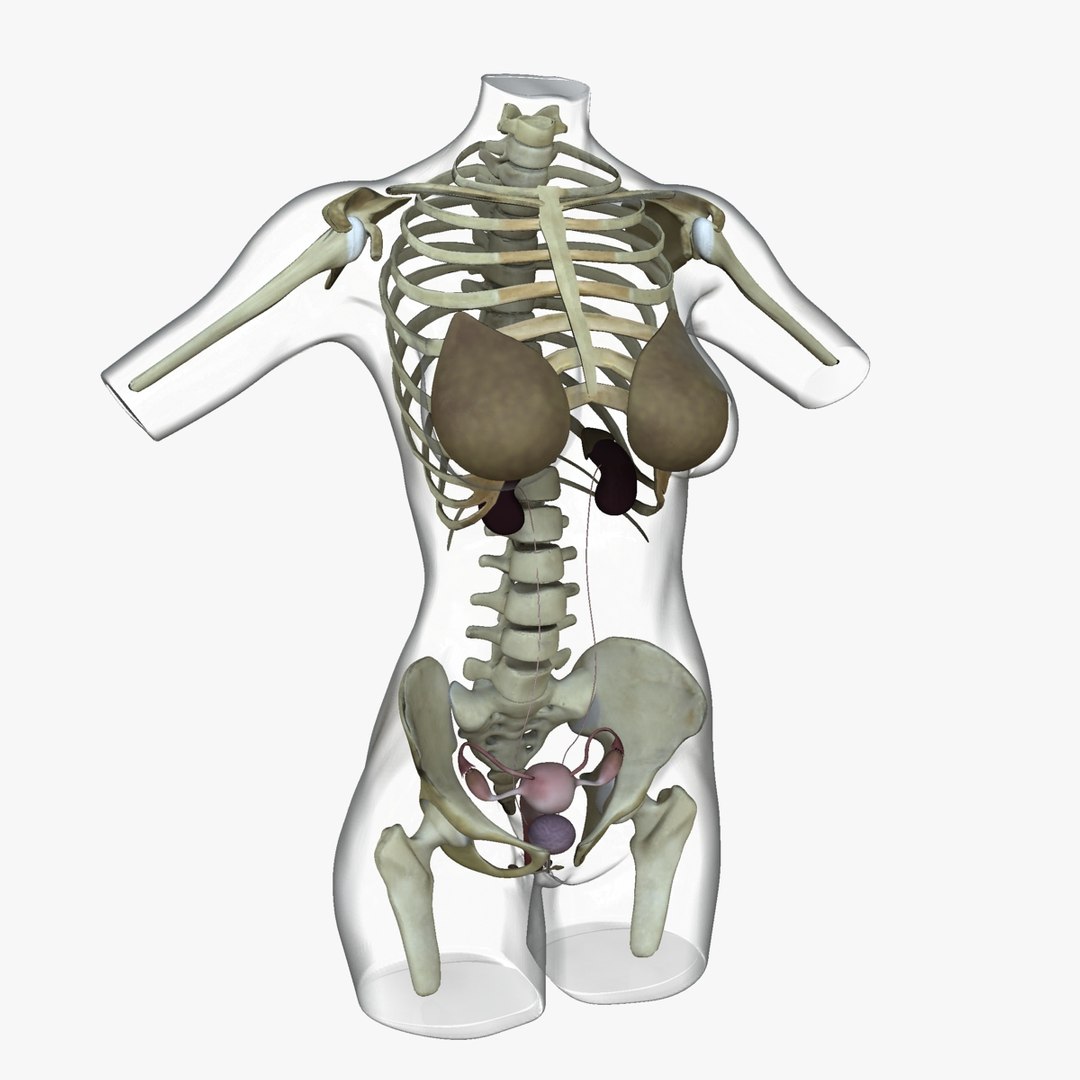 African American Female Torso 3d Model