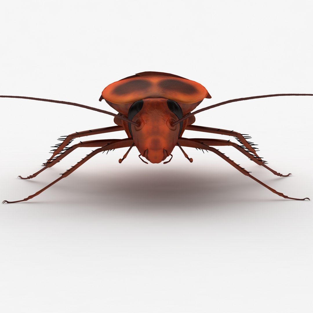 Dugm05 Cockroach 3d Model