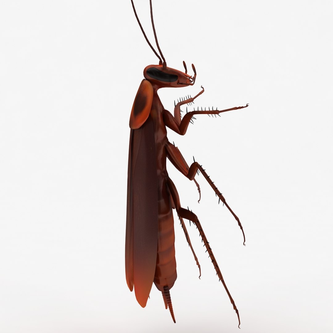 Dugm05 Cockroach 3d Model