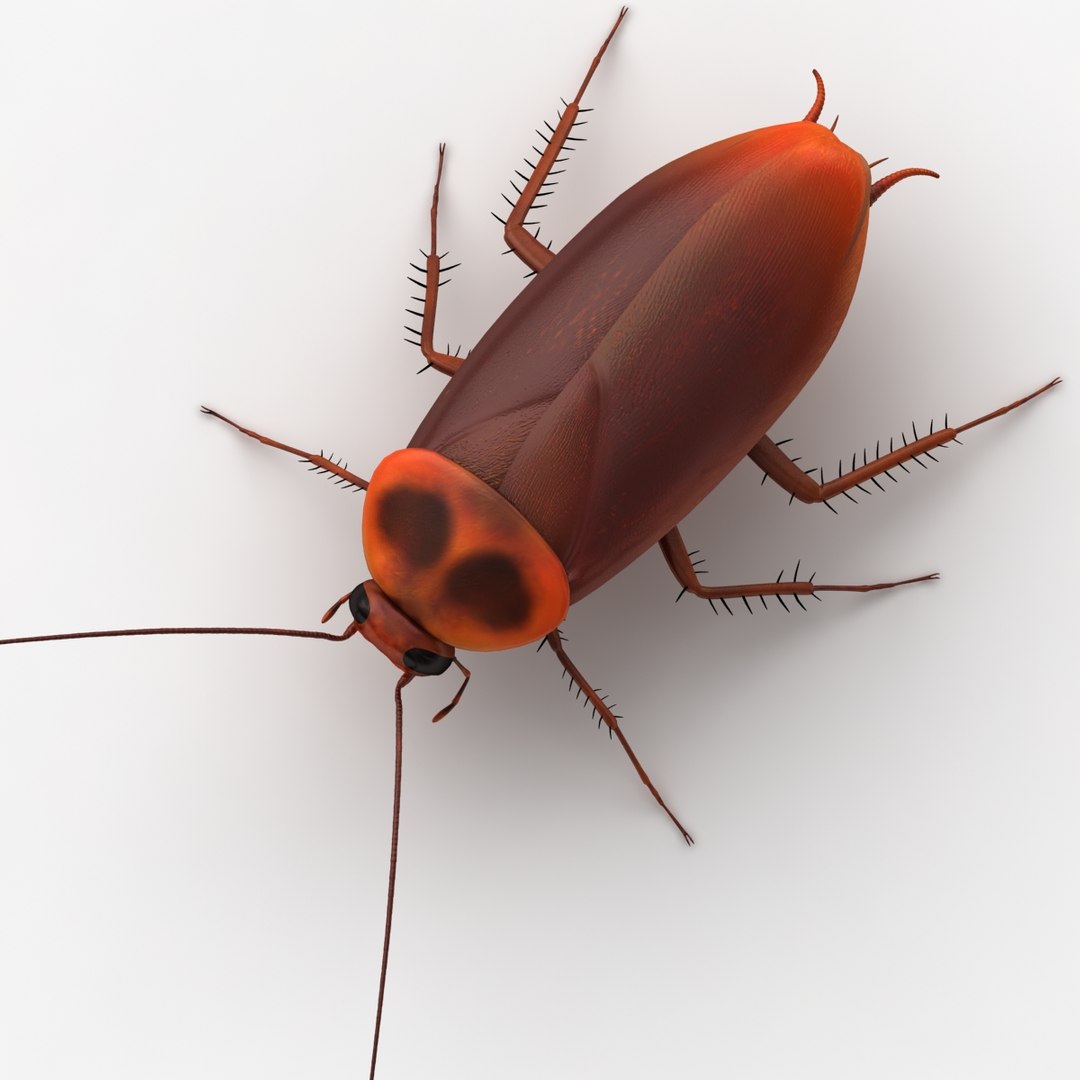 Dugm05 Cockroach 3d Model