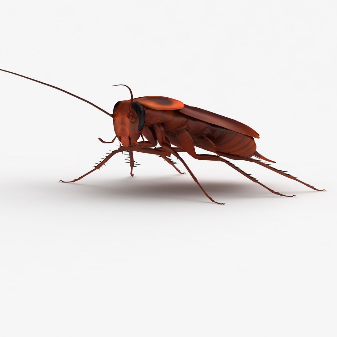 Dugm05 Cockroach 3d Model