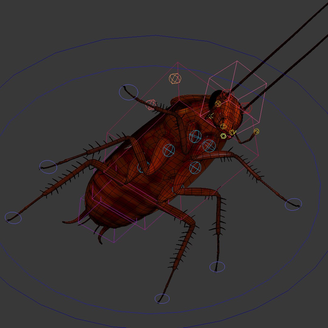 Dugm05 Cockroach 3d Model