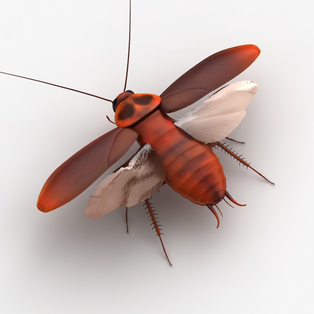 Dugm05 Cockroach 3d Model