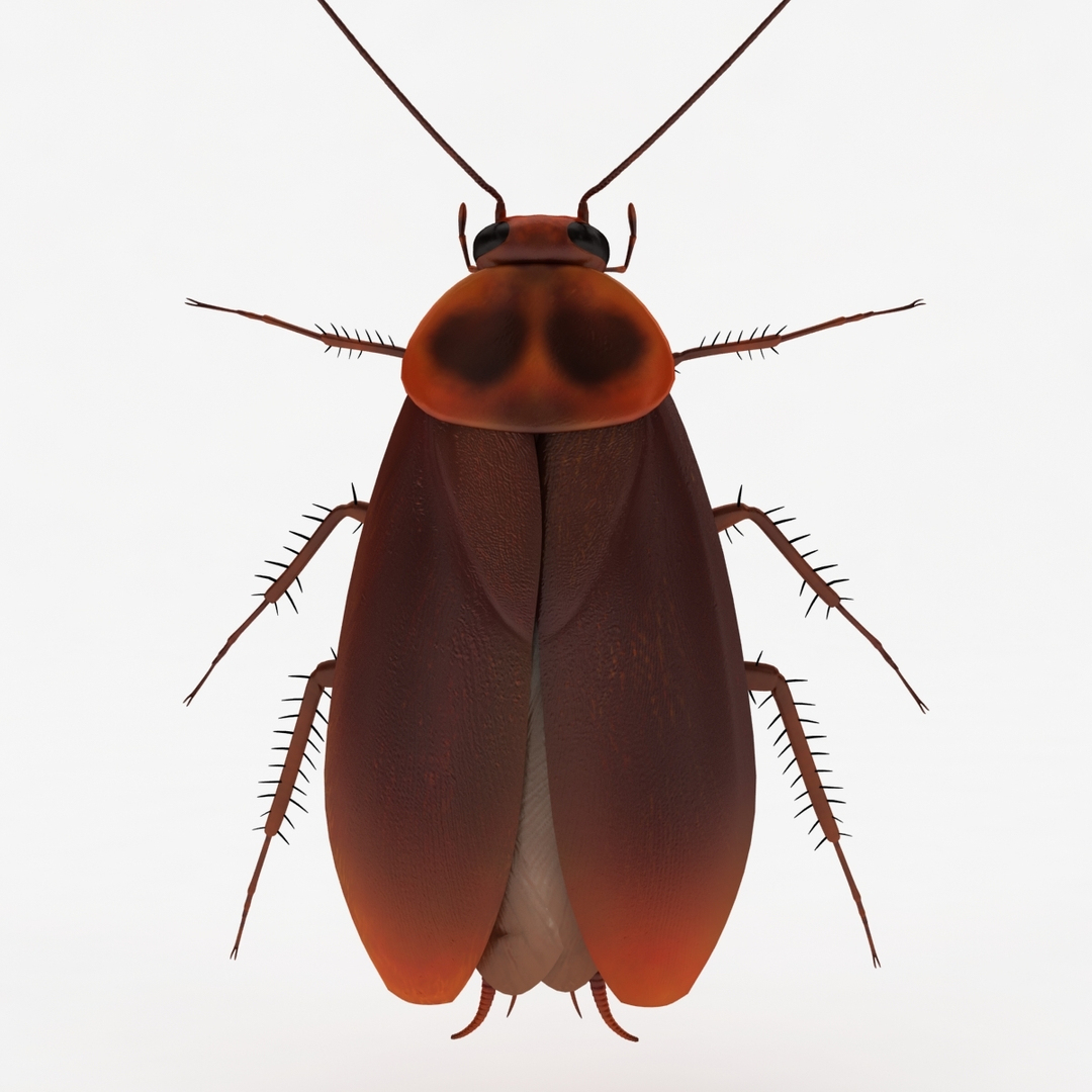 Dugm05 Cockroach 3d Model