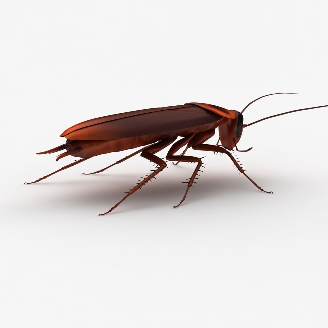 Dugm05 Cockroach 3d Model