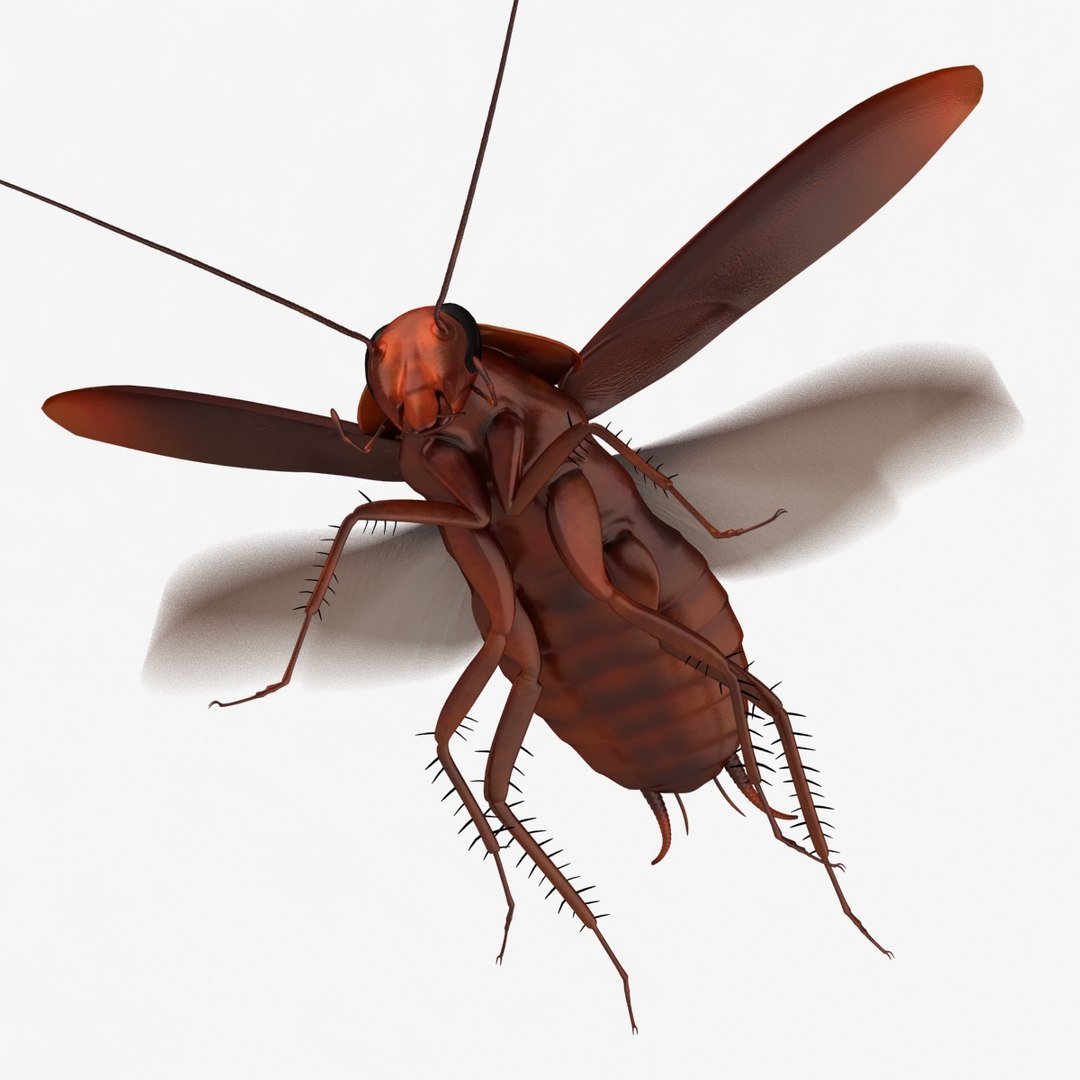 Dugm05 Cockroach 3d Model