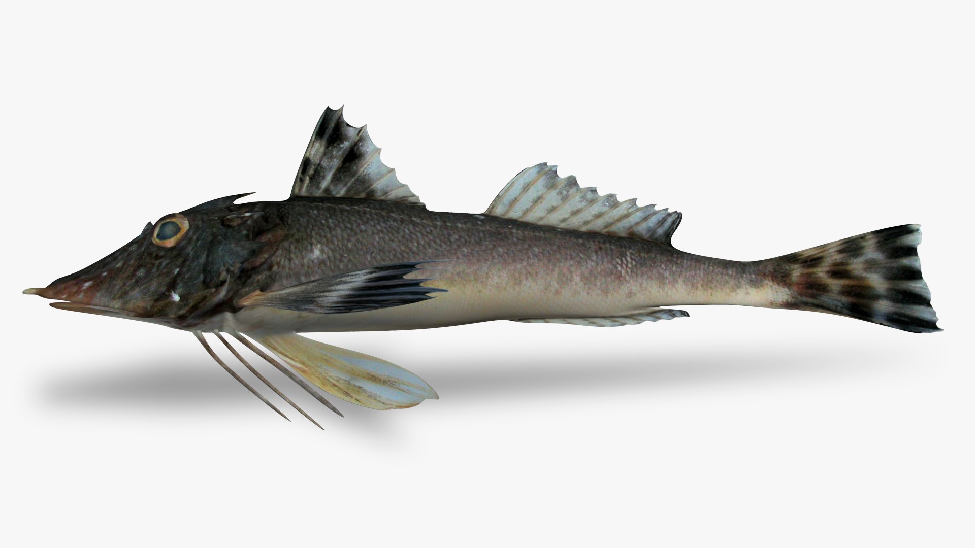 3D Model Saltwater Fish Collection 7 - TurboSquid 1831729