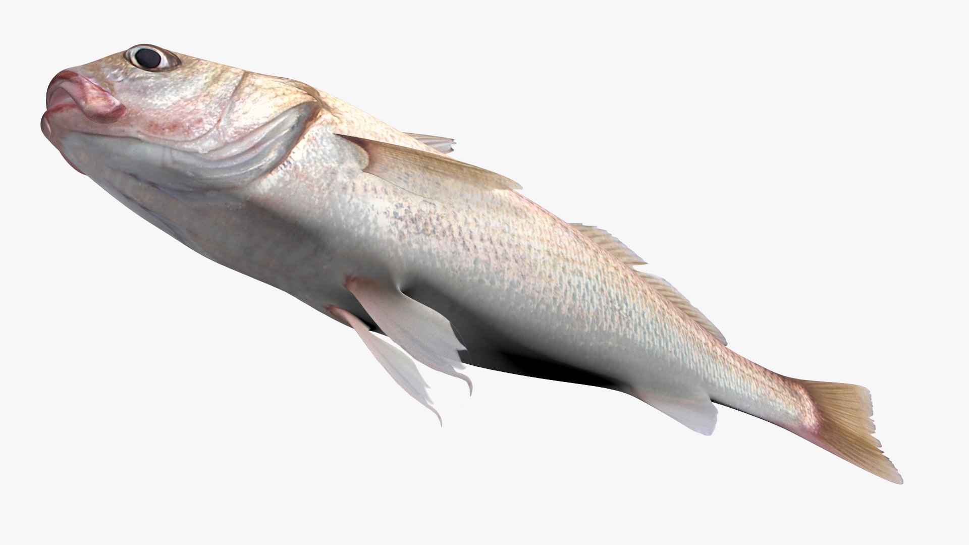 3D Model Saltwater Fish Collection 7 - TurboSquid 1831729