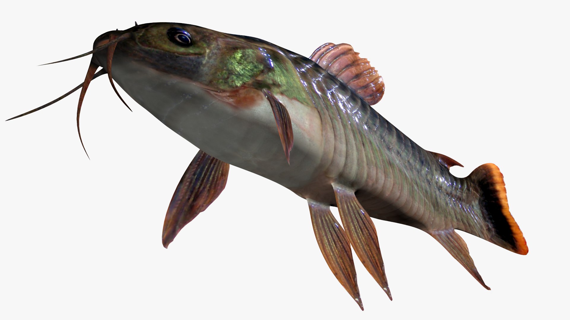 3D Model Saltwater Fish Collection 7 - TurboSquid 1831729