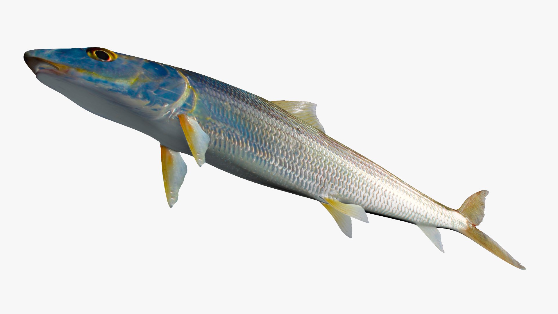 3D Model Saltwater Fish Collection 7 - TurboSquid 1831729