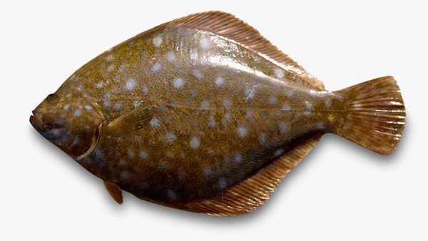 Diamond Lizardfish | ppgbbe.intranet.biologia.ufrj.br