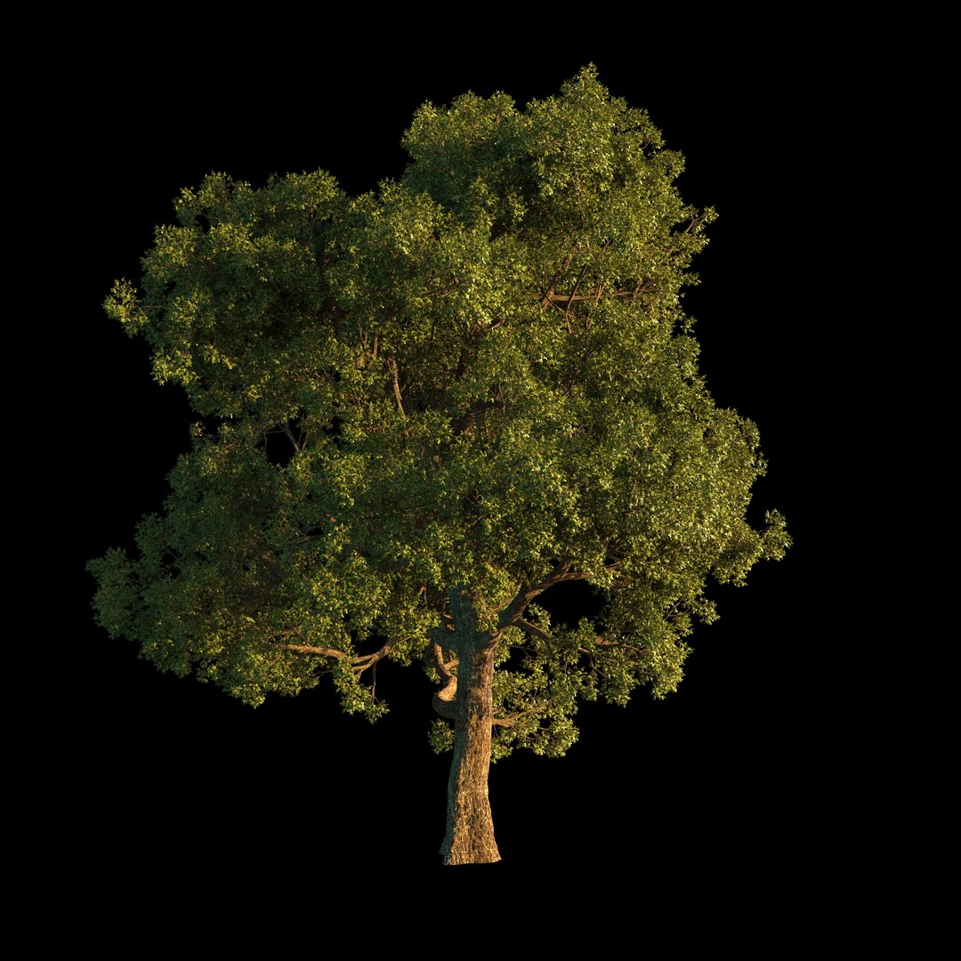 3D Model Oak 1 - TurboSquid 1476703