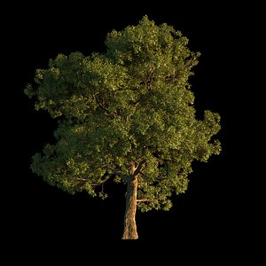 3D apple tree model - TurboSquid 1159257