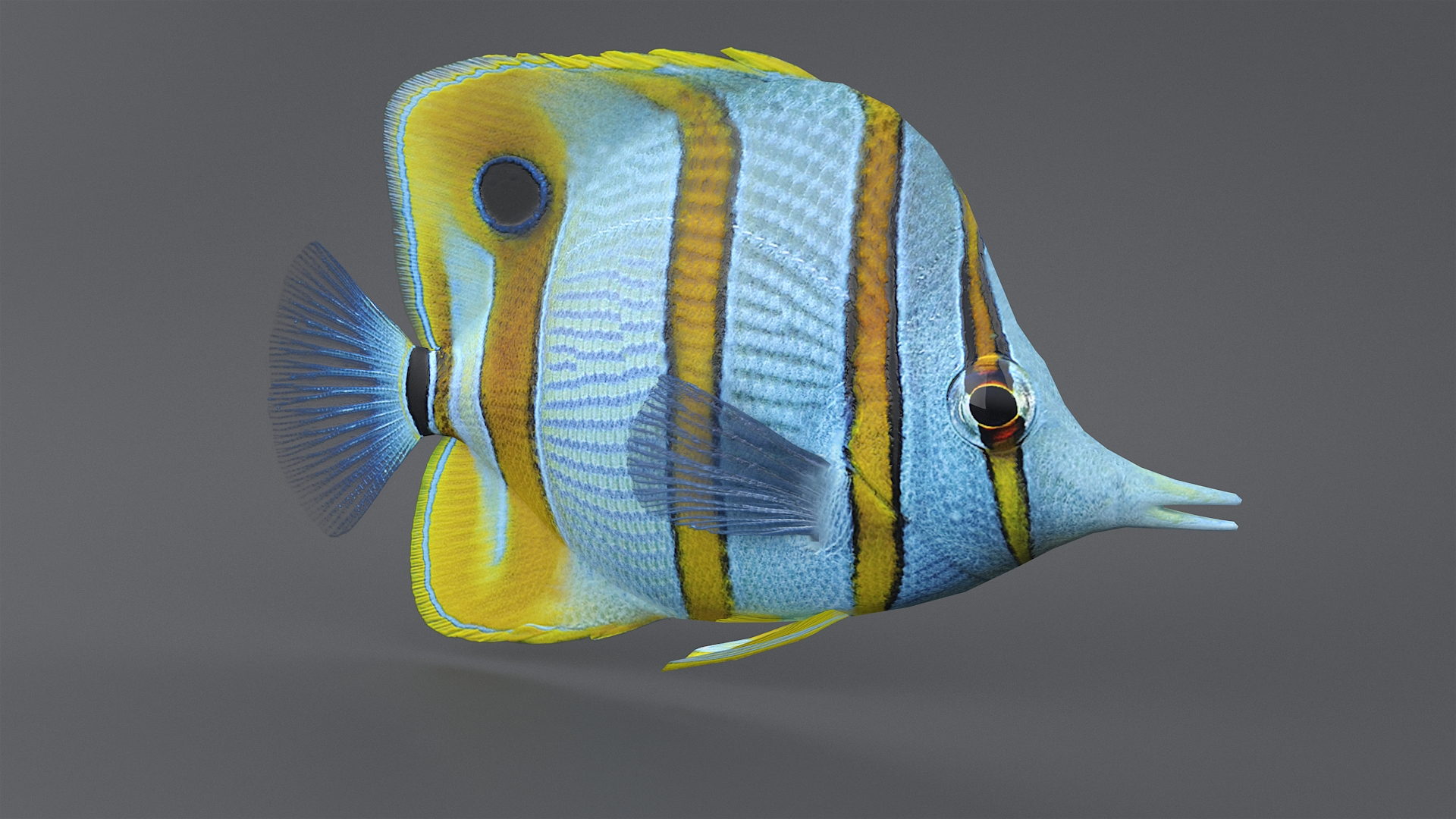 Reef Models Wallpaper