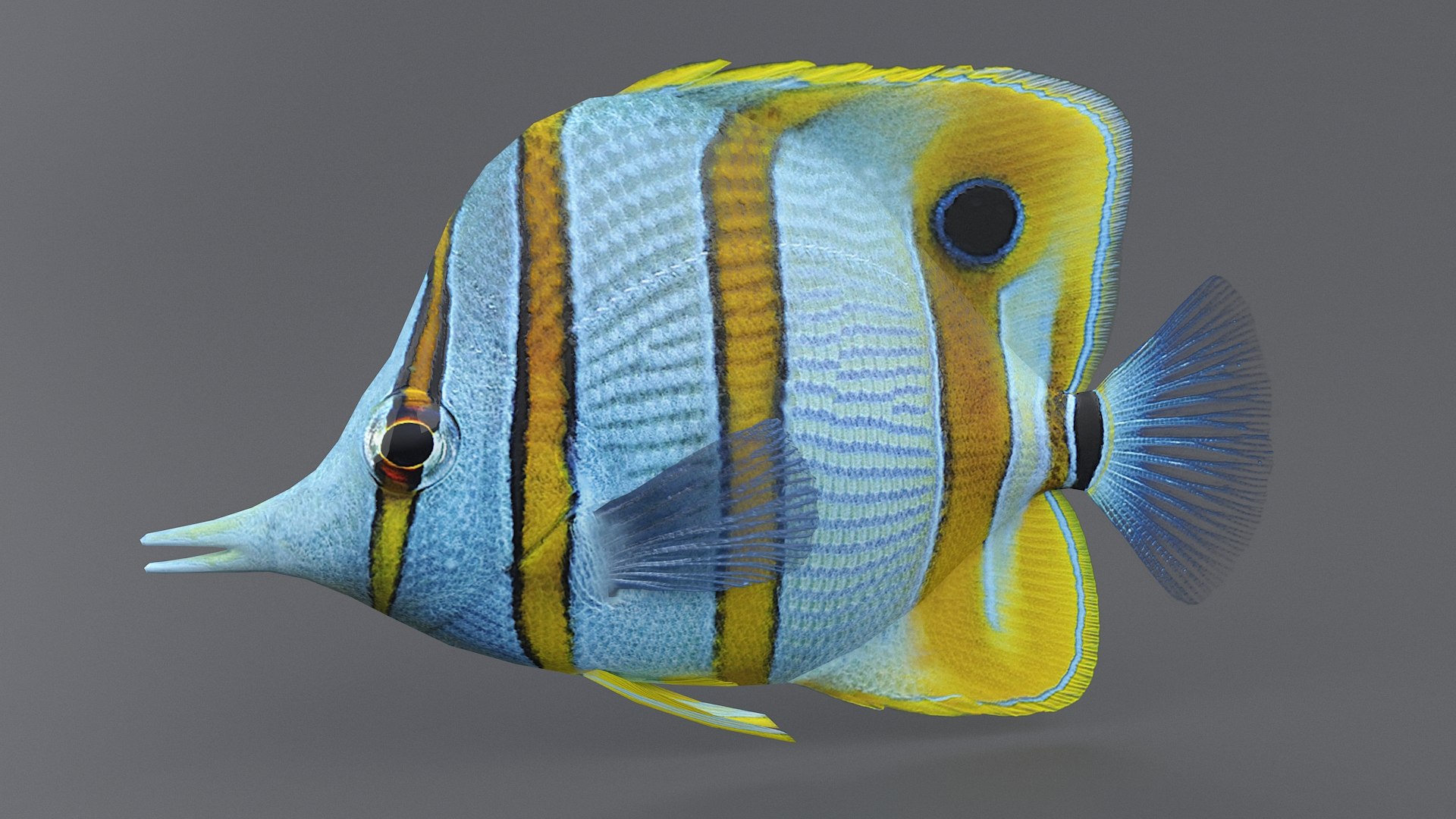 3D Chelmon Rostratus Coral Reef - TurboSquid 1492952