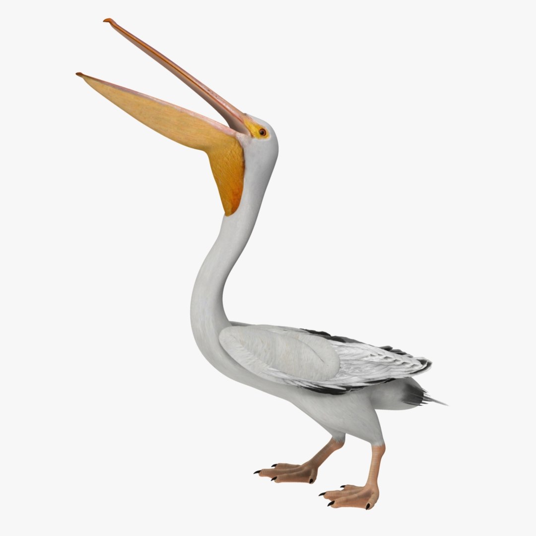 3d Model Pelecanus Erythrorhynchos American White