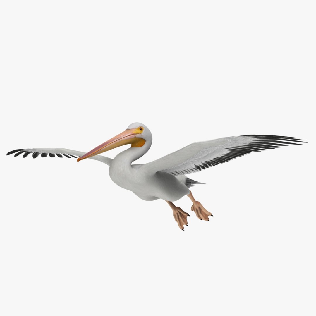 3d Model Pelecanus Erythrorhynchos American White