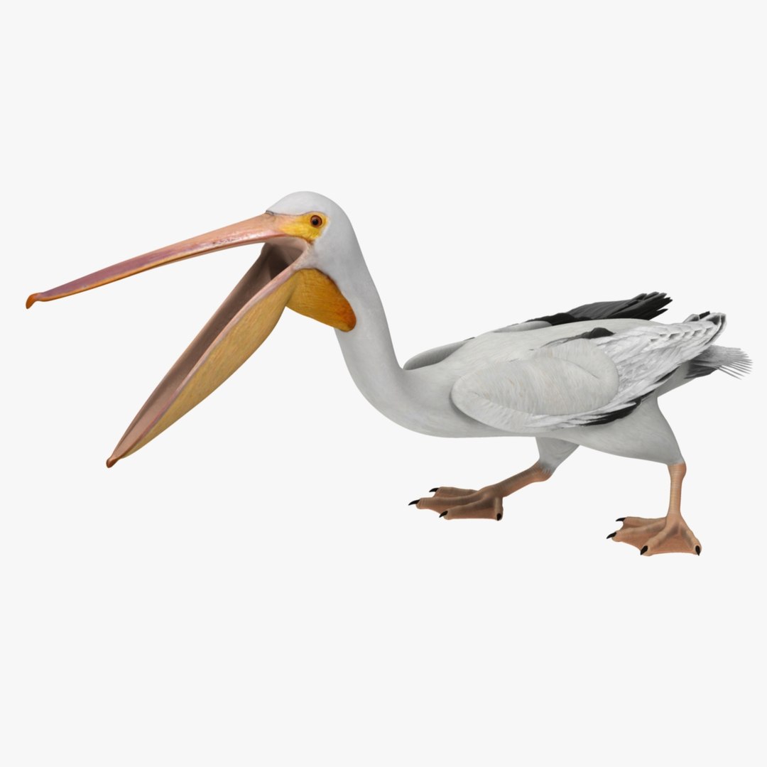 3d Model Pelecanus Erythrorhynchos American White
