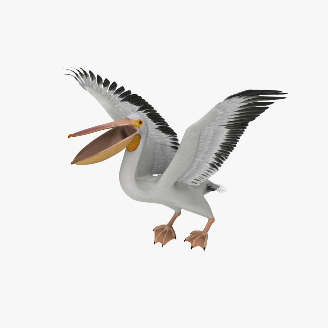 3d Model Pelecanus Erythrorhynchos American White