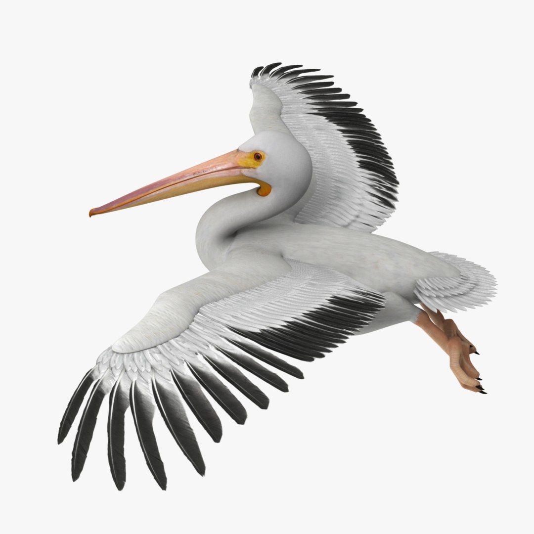 3d Model Pelecanus Erythrorhynchos American White