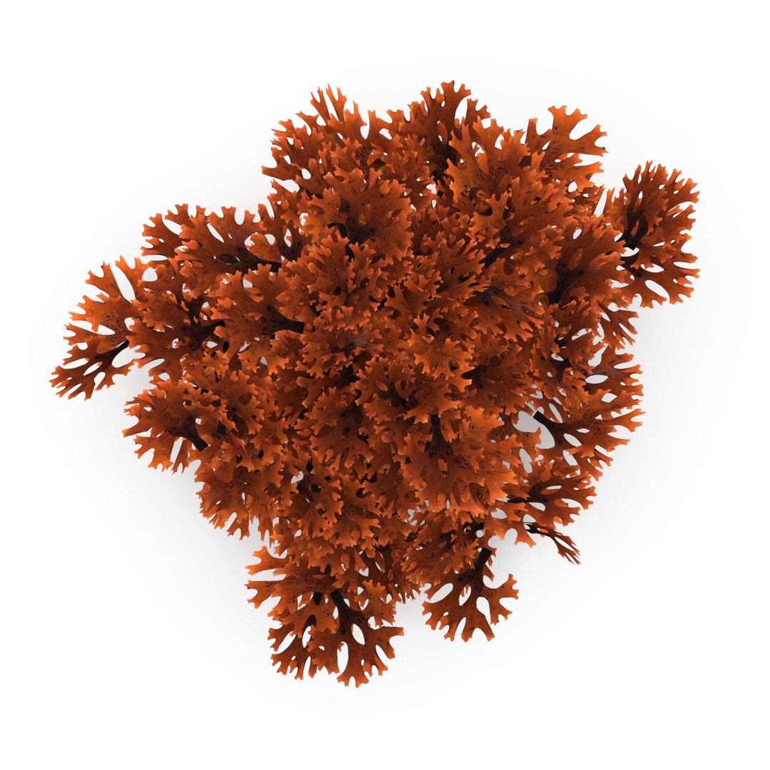 3D Seaweed Red V1 - TurboSquid 1811550