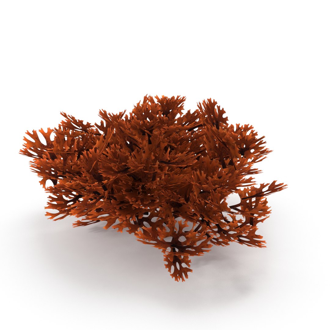 3D Seaweed Red V1 - TurboSquid 1811550