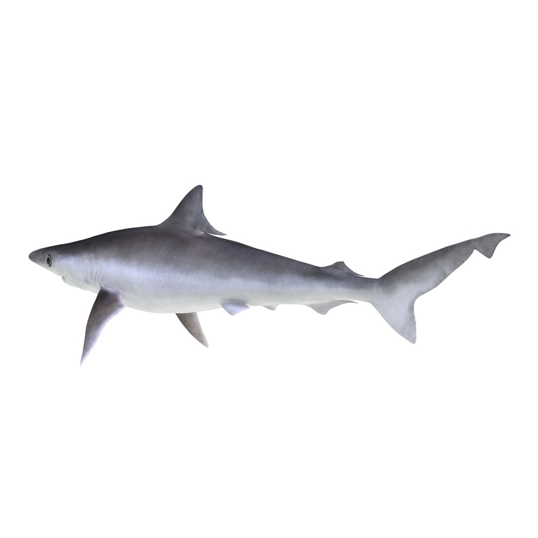 Milk Shark Rigged 3d Model