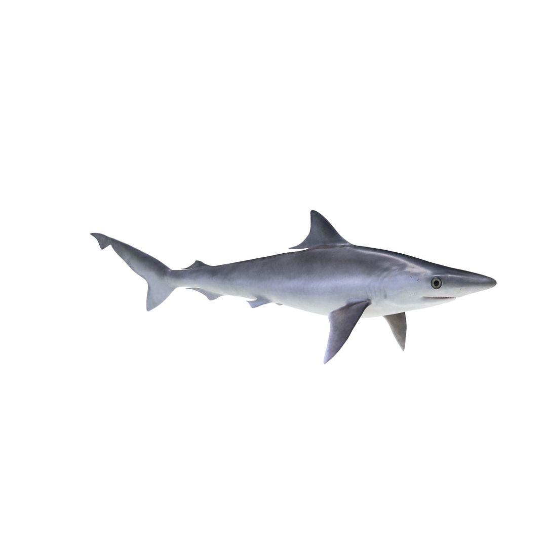 Milk Shark Rigged 3d Model