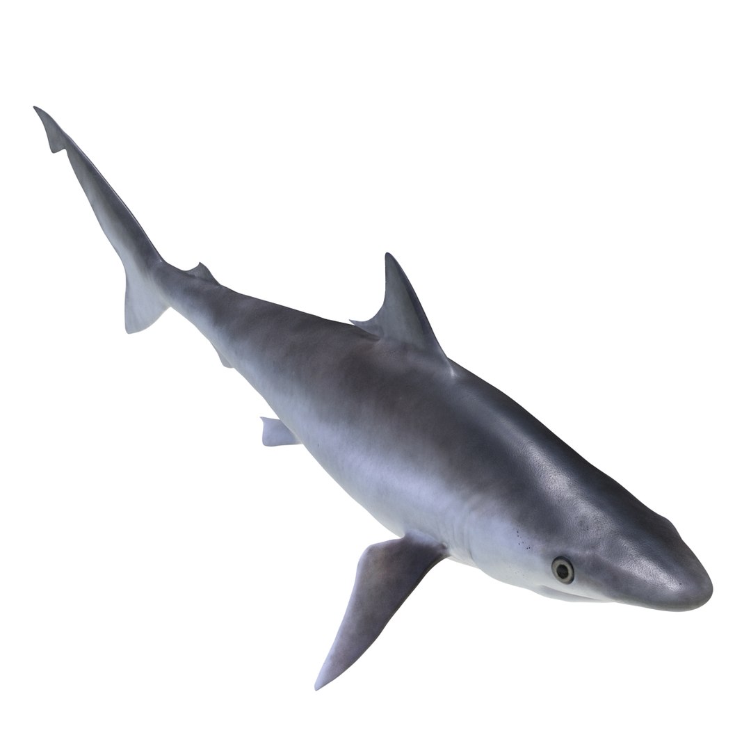 Milk Shark Rigged 3d Model
