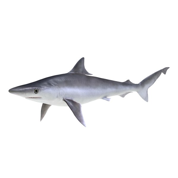milk shark rigged 3d model