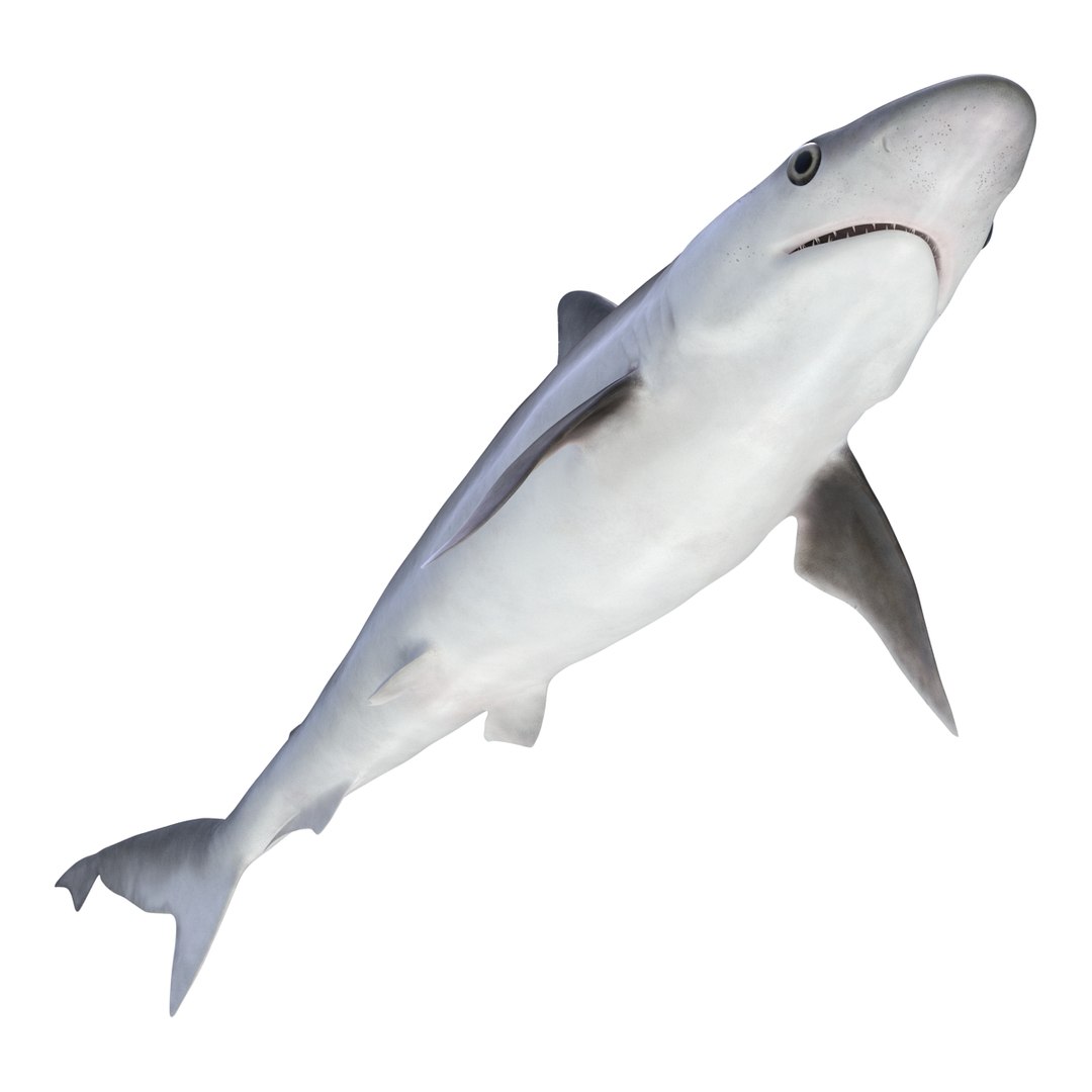 Milk Shark Rigged 3d Model