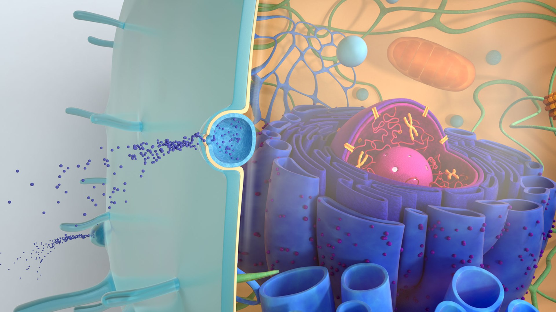 Living cell 3D model - TurboSquid 1377734