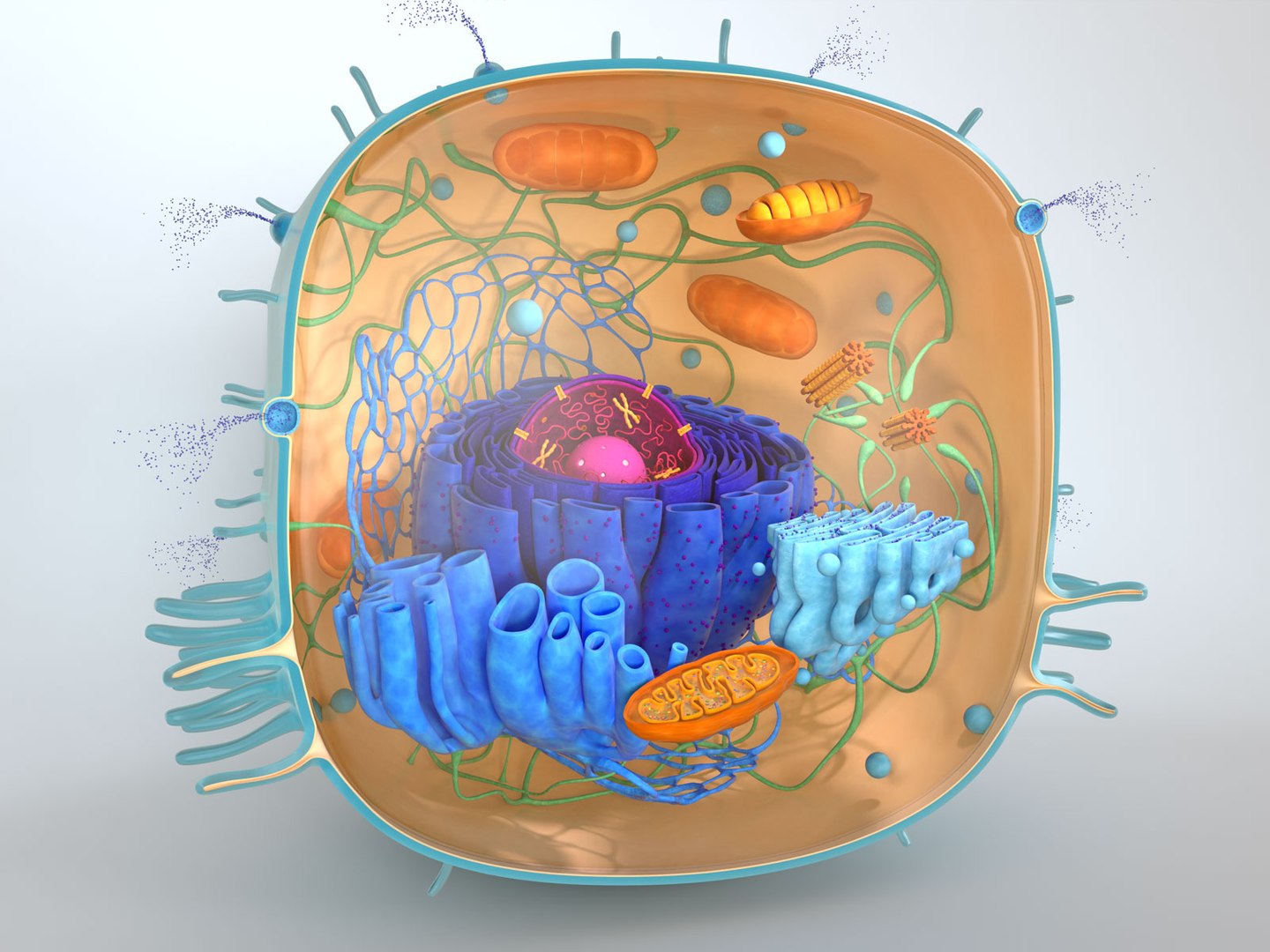 Living cell 3D model - TurboSquid 1377734
