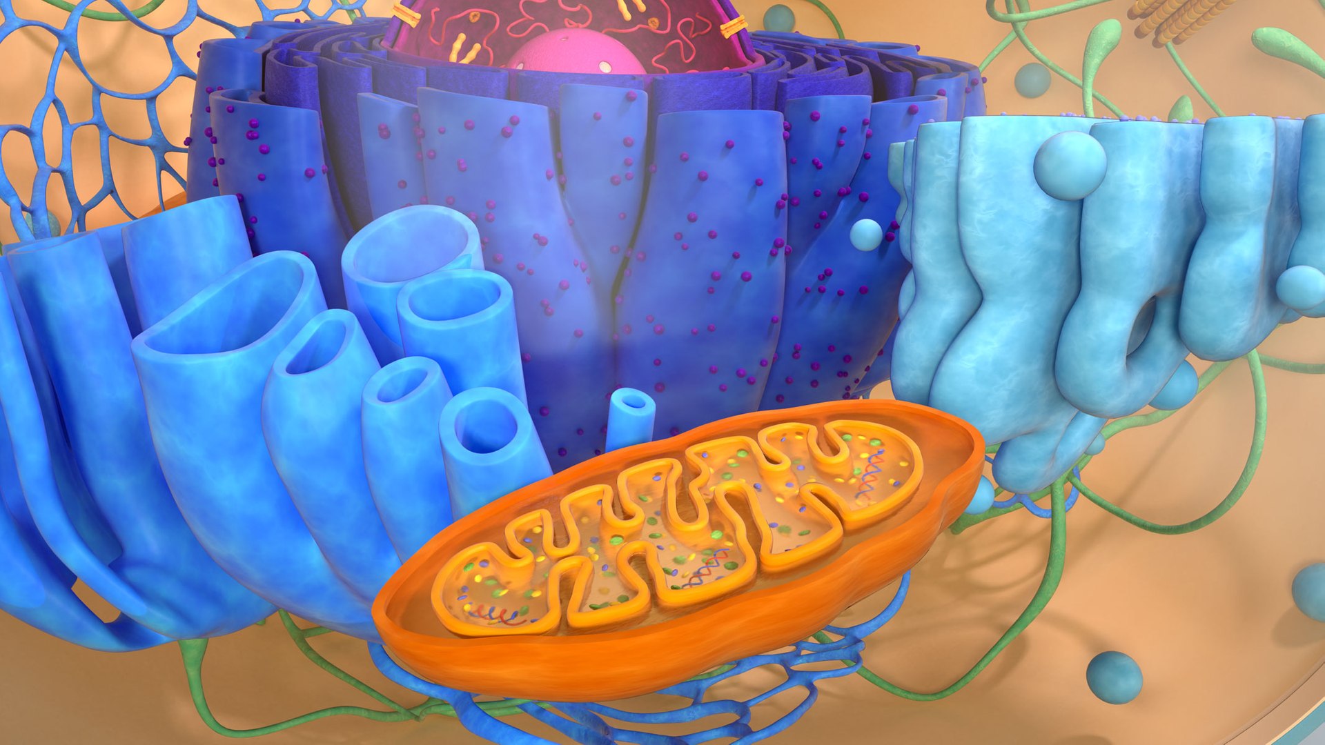 Living cell 3D model - TurboSquid 1377734