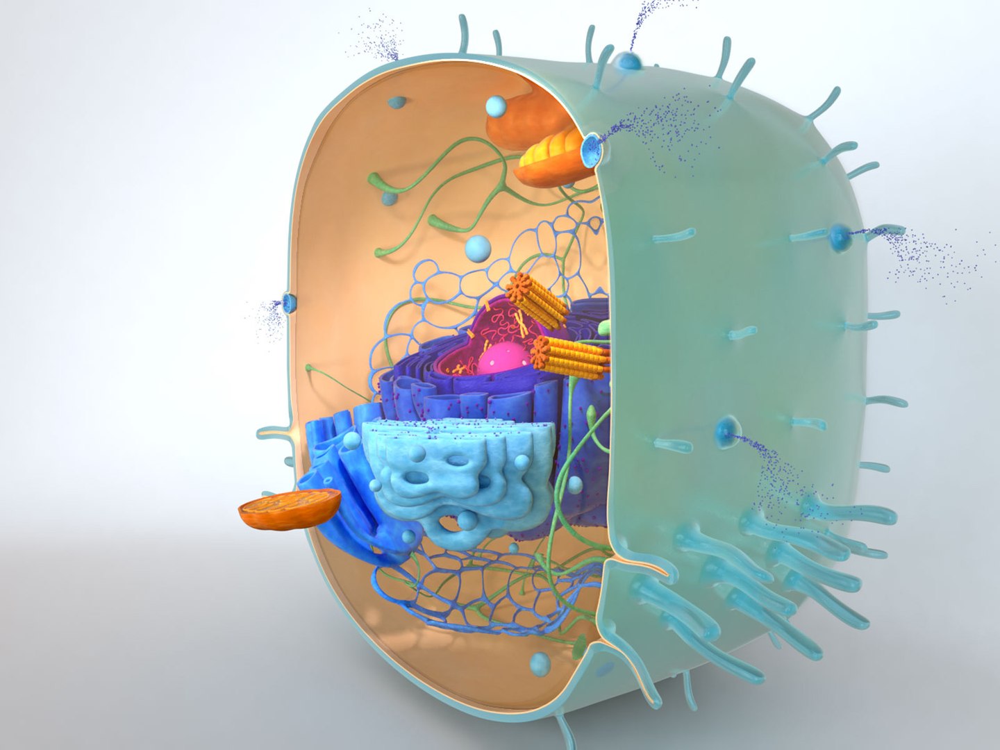 Living cell 3D model - TurboSquid 1377734