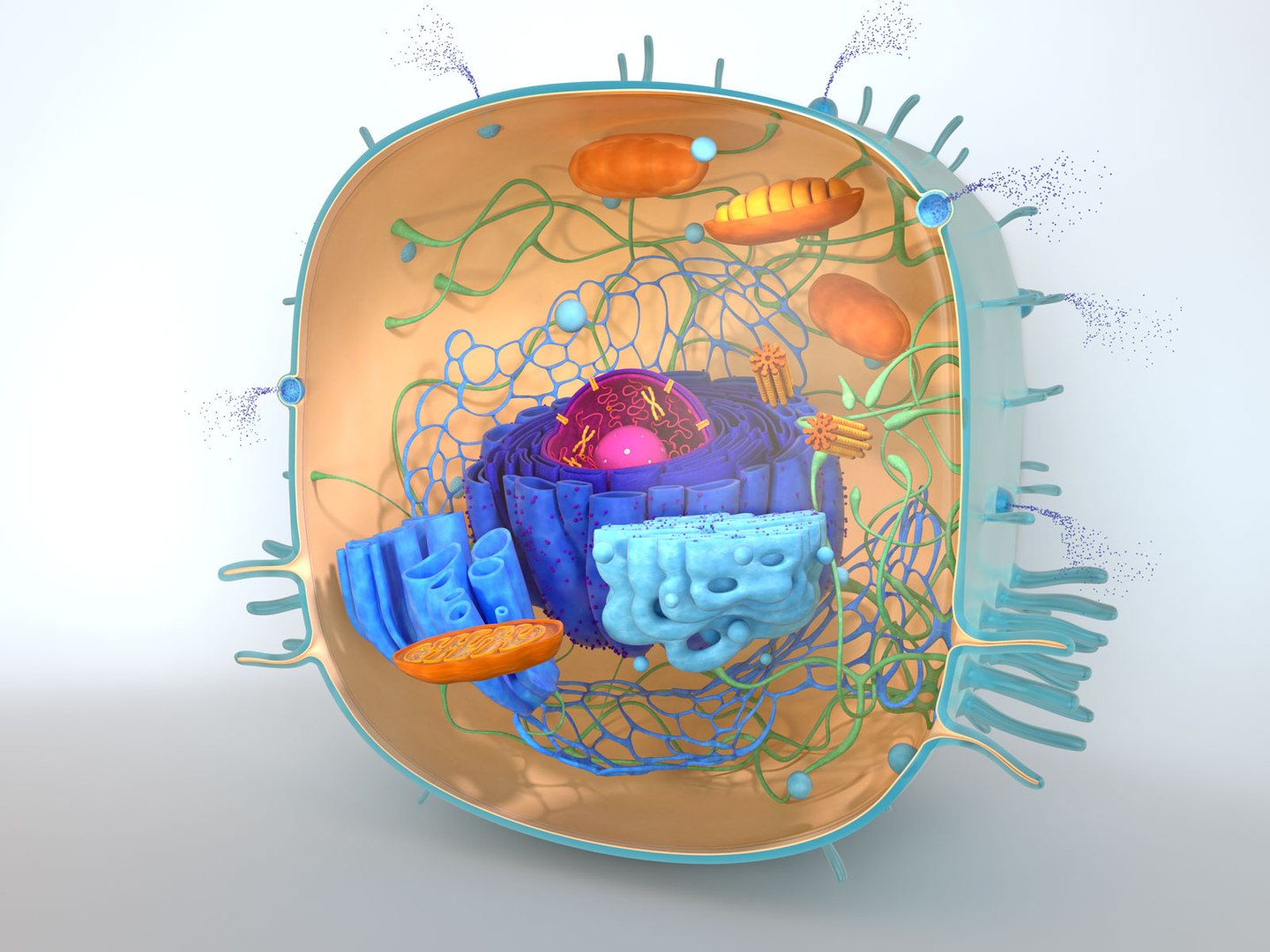 Living cell 3D model - TurboSquid 1377734