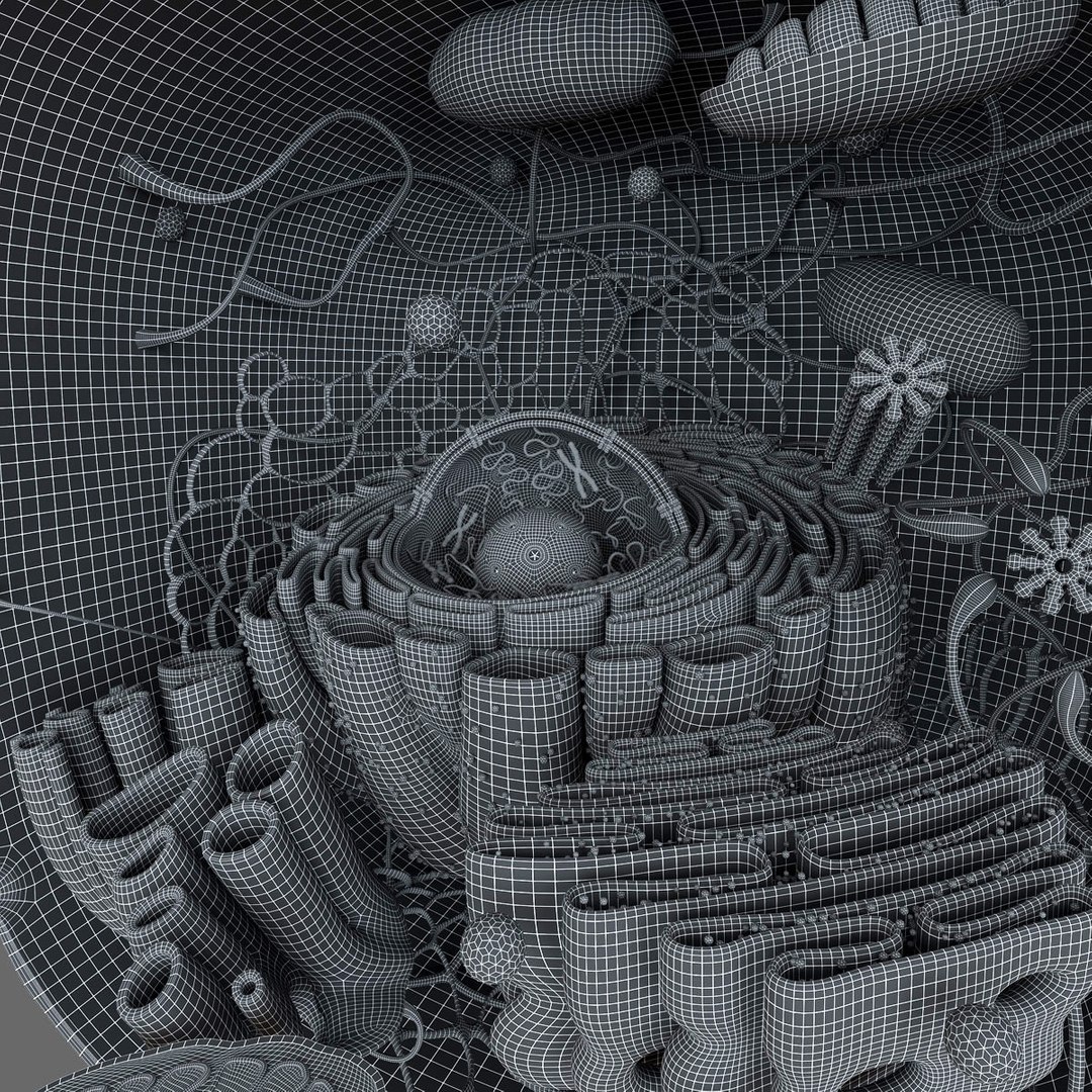 Living cell 3D model - TurboSquid 1377734