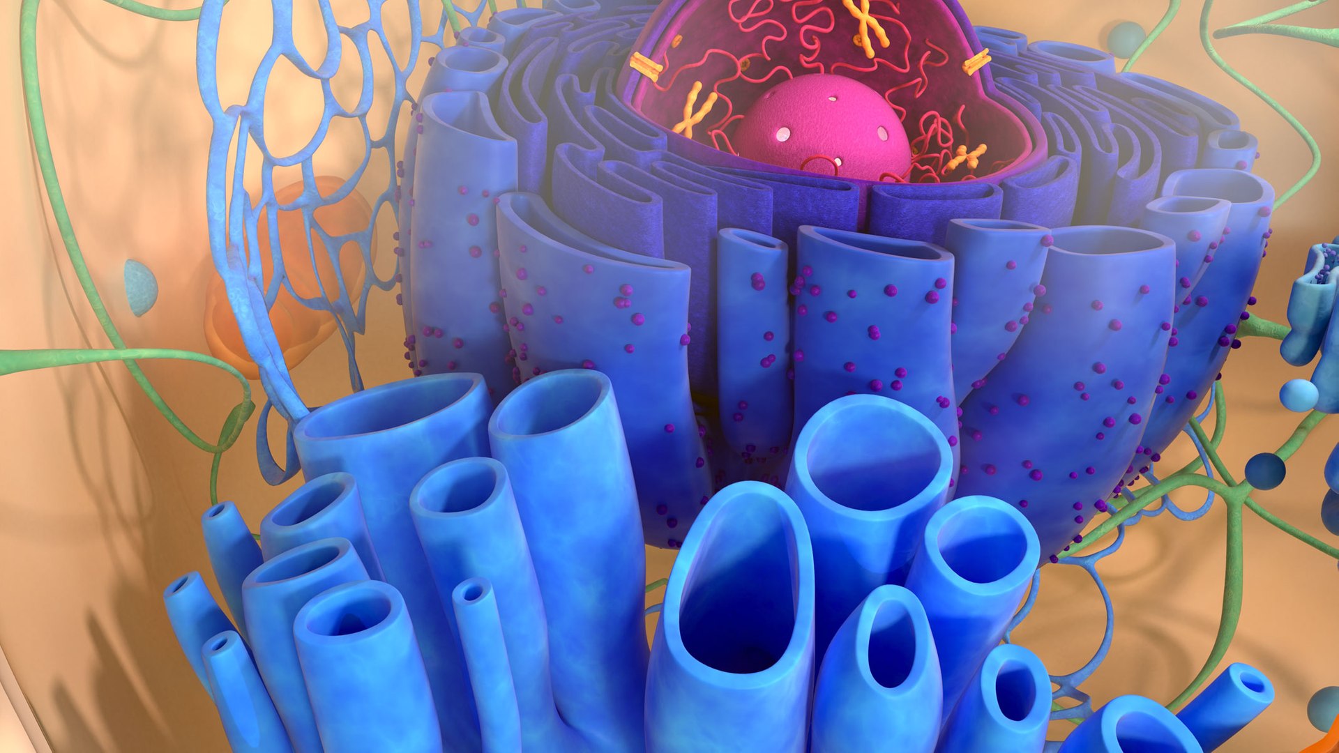 Living cell 3D model - TurboSquid 1377734