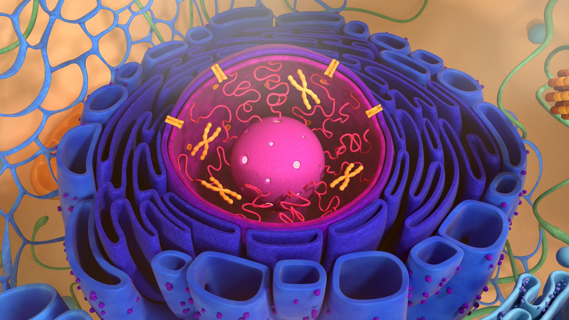 Living cell 3D model - TurboSquid 1377734