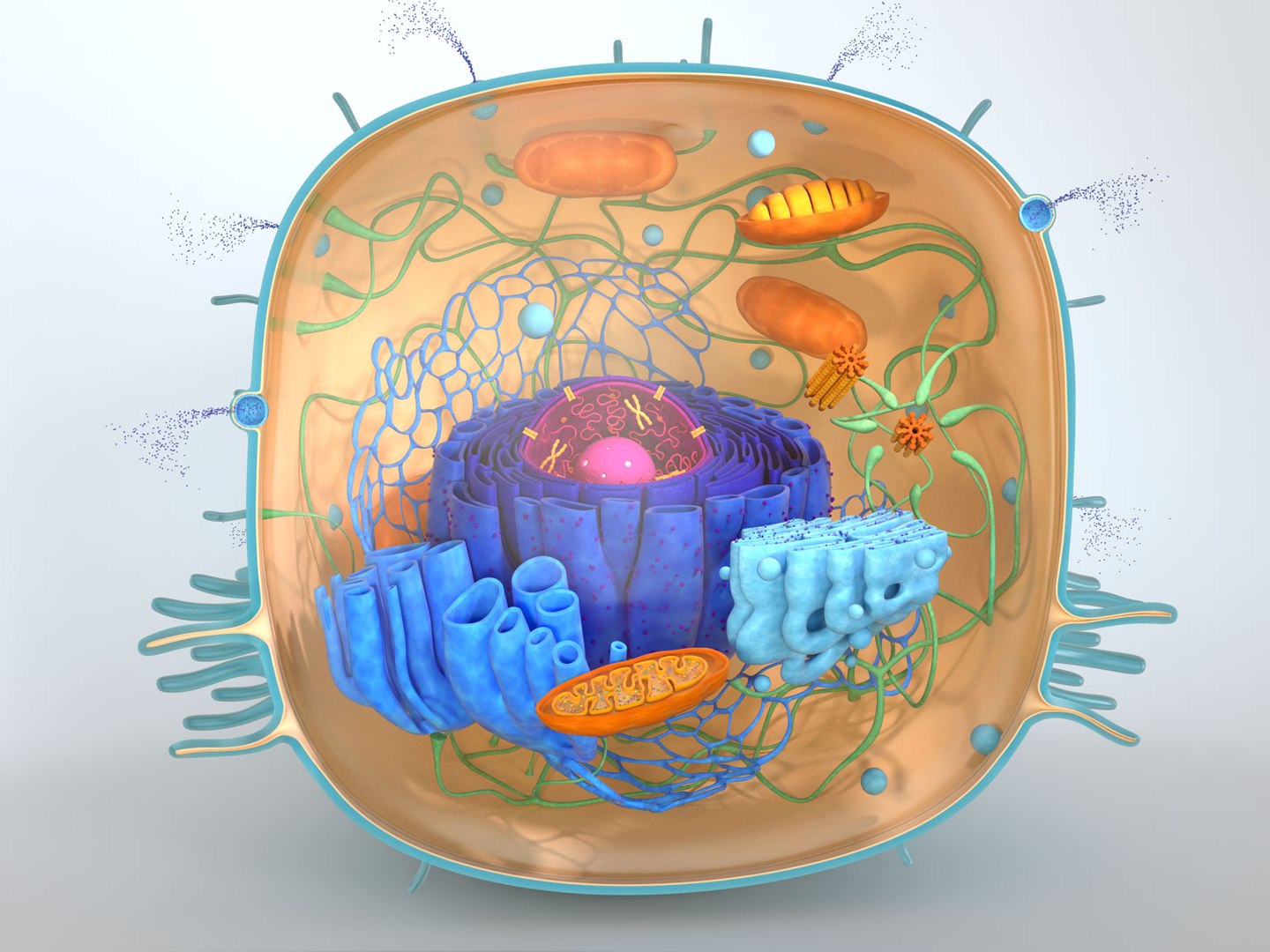 Living cell 3D model - TurboSquid 1377734