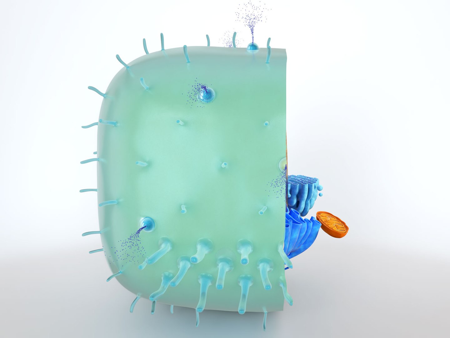 Living cell 3D model - TurboSquid 1377734